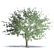 Twig Autodesk Revit Building information modeling AutoCAD Computer-aided design, pln, 3D ...